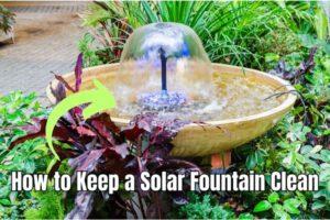3 Easy Tips to Keep Your Solar Water Fountain Clean...
